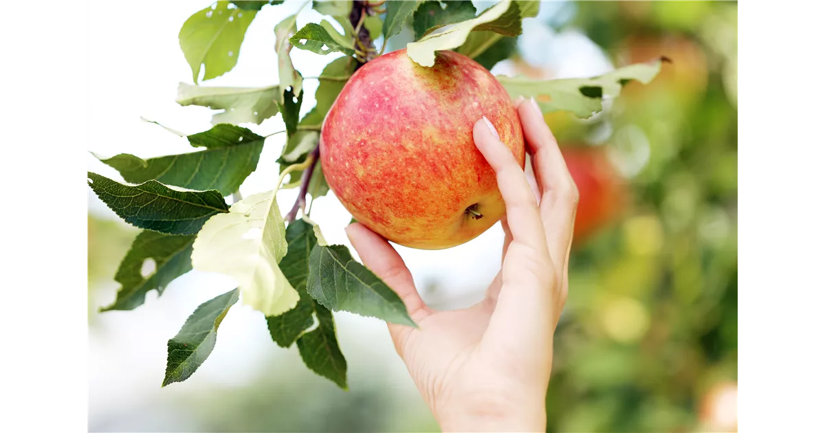 Apfel Selbst Pflcken