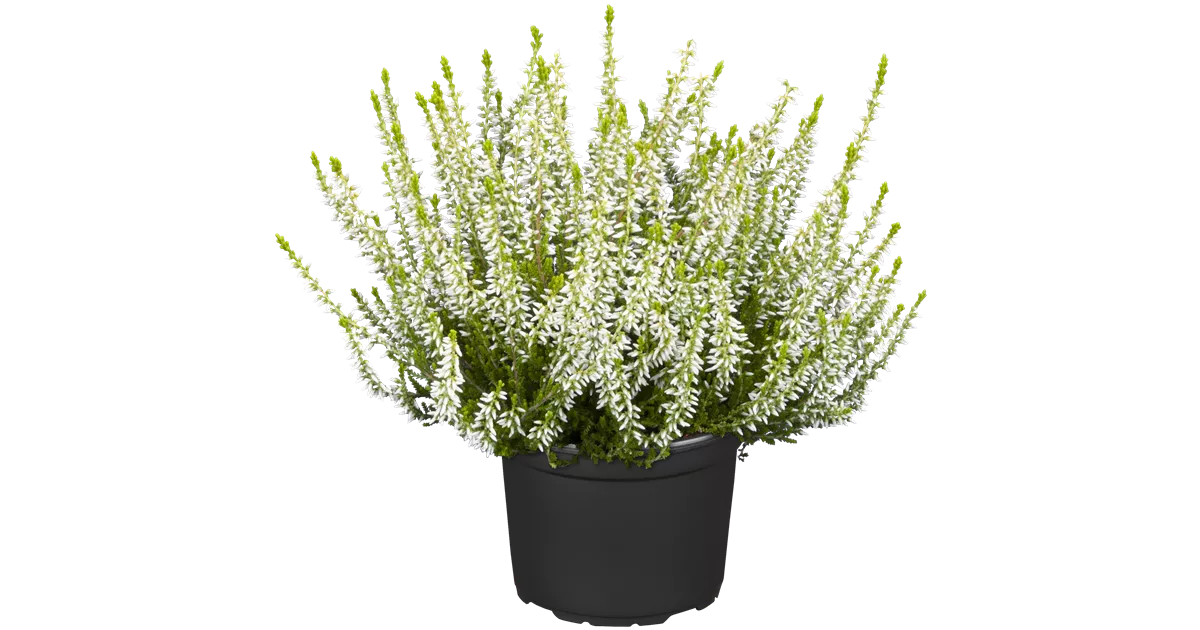 Calluna vulgaris Gardengirls®