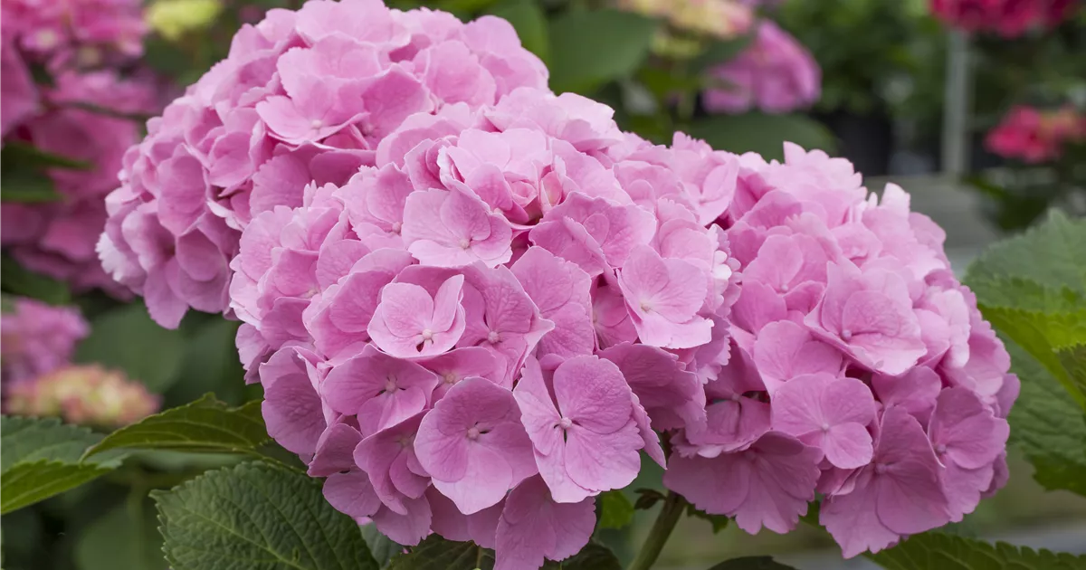 Hydrangea 'Forever & Ever'®